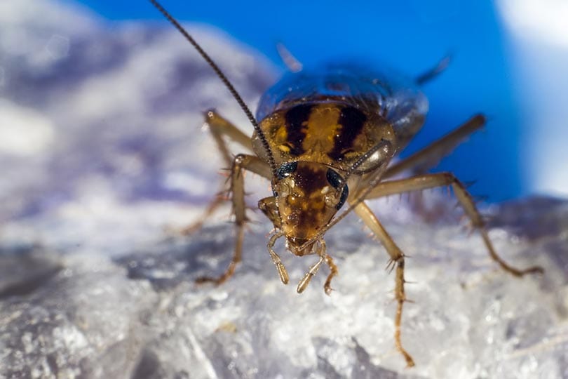 Do Spiders Eat Roaches? Everything You Want to Know! - Xaxel Pets