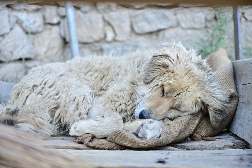 How Many Homeless Dogs & Cats Are There in the U.S.? (Statistics ...