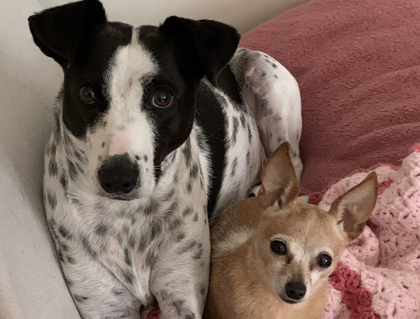 Why People Hate Dogs… And What We Should Do About It - Xaxel Pets