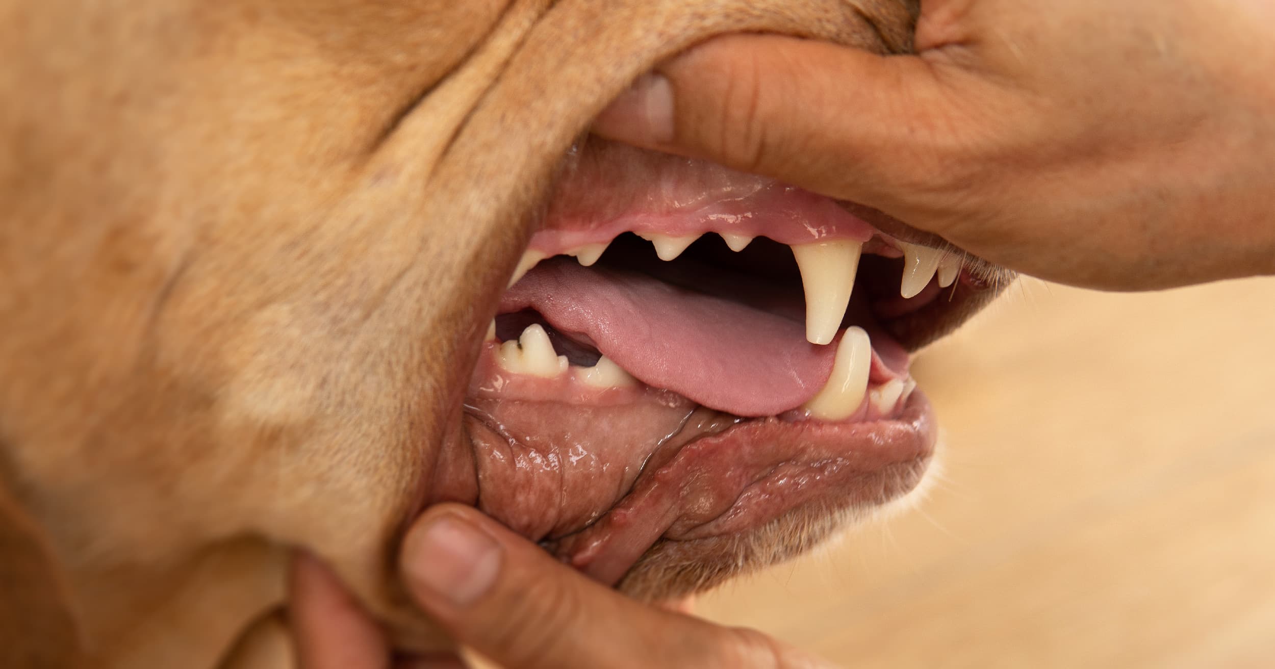 How To Prevent Periodontal (Gum) Disease In Your Pet - Xaxel Pets
