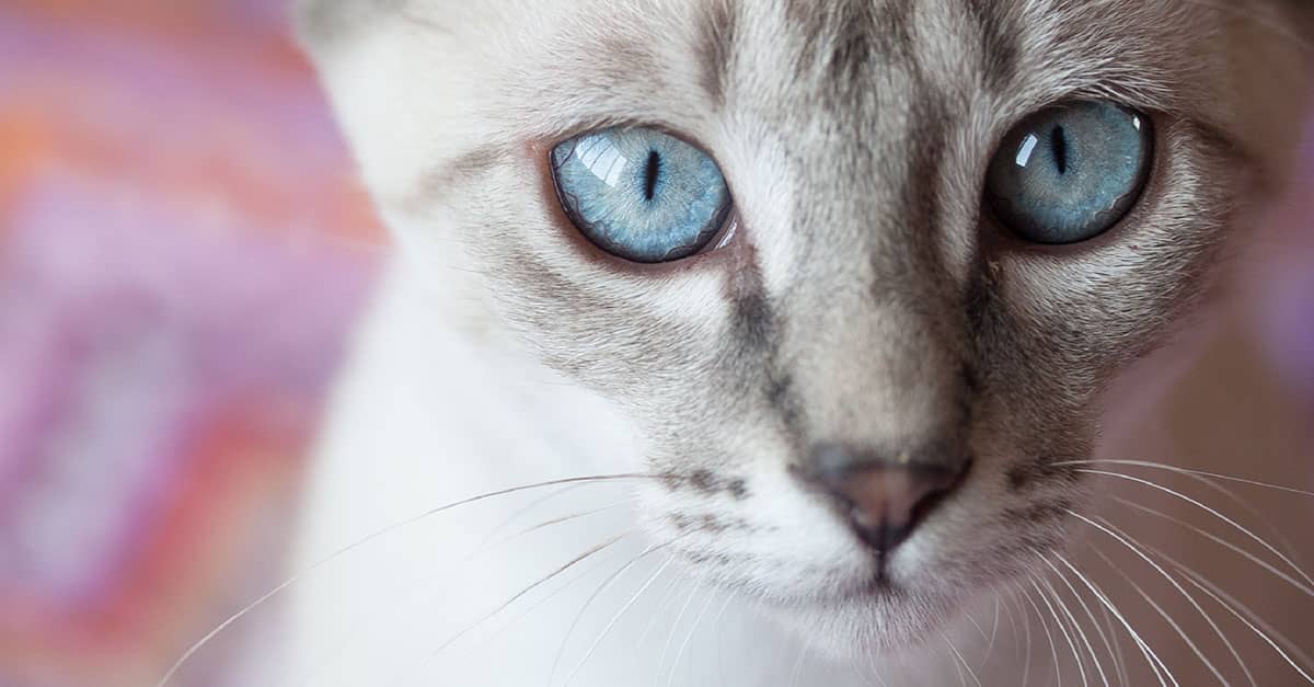 Can Cats See Color? Understanding Feline Vision - Xaxel Pets